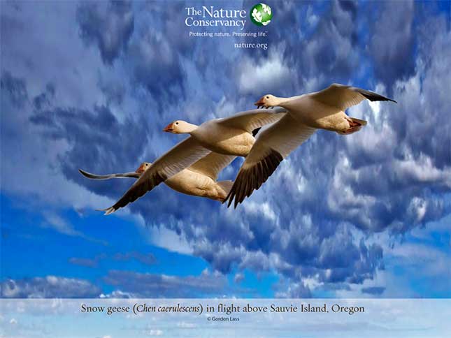 UP: What Did You Build? Charity - The Nature Conservancy